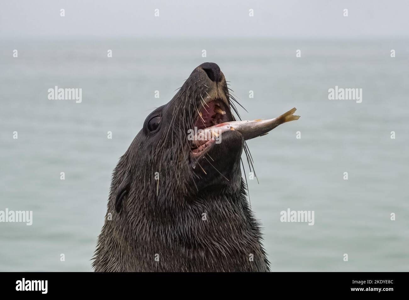 Cape fur seal eating fish hi-res stock photography and images - Alamy