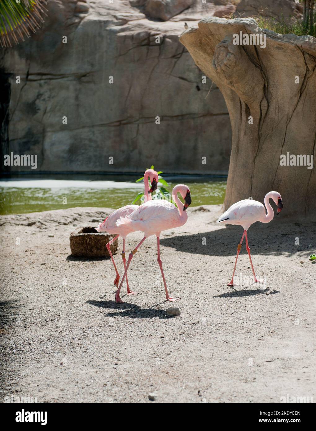 Beautiful American Flamingo standing on one foot, green nature ...