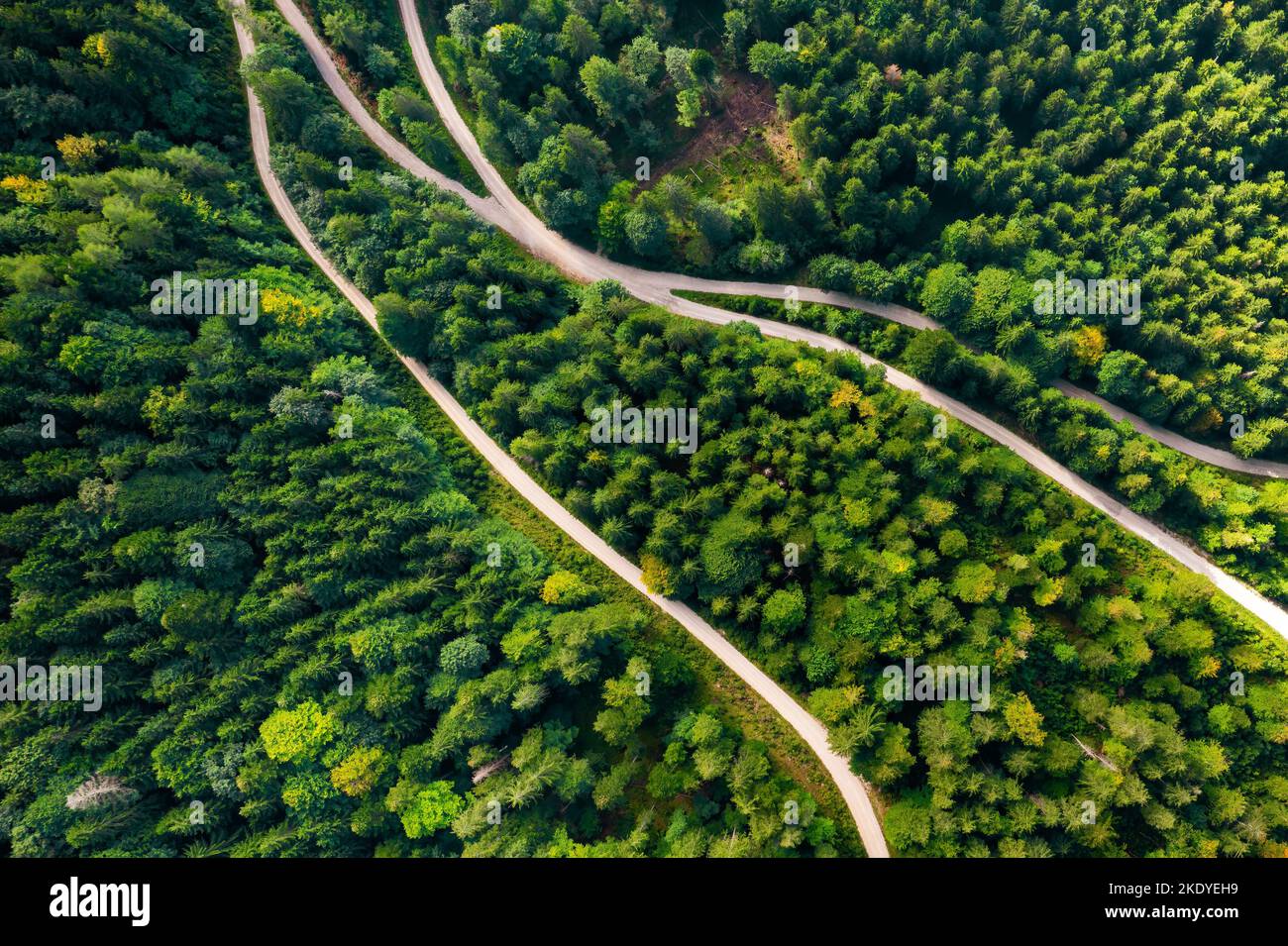 Aerial view of roads in the middle of the forest with high spruce or ...