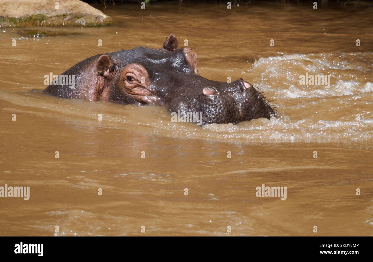 Hippopotamus H amphibius wallowing in deep water at the confluence of ...