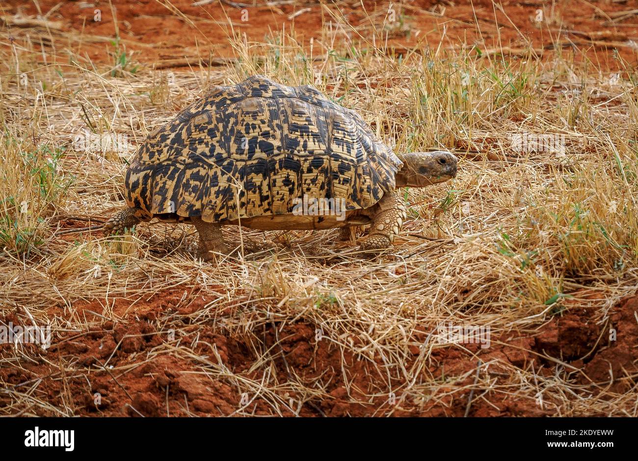 Leopard tortoise Geochelone pardalis wandering through the bush during ...