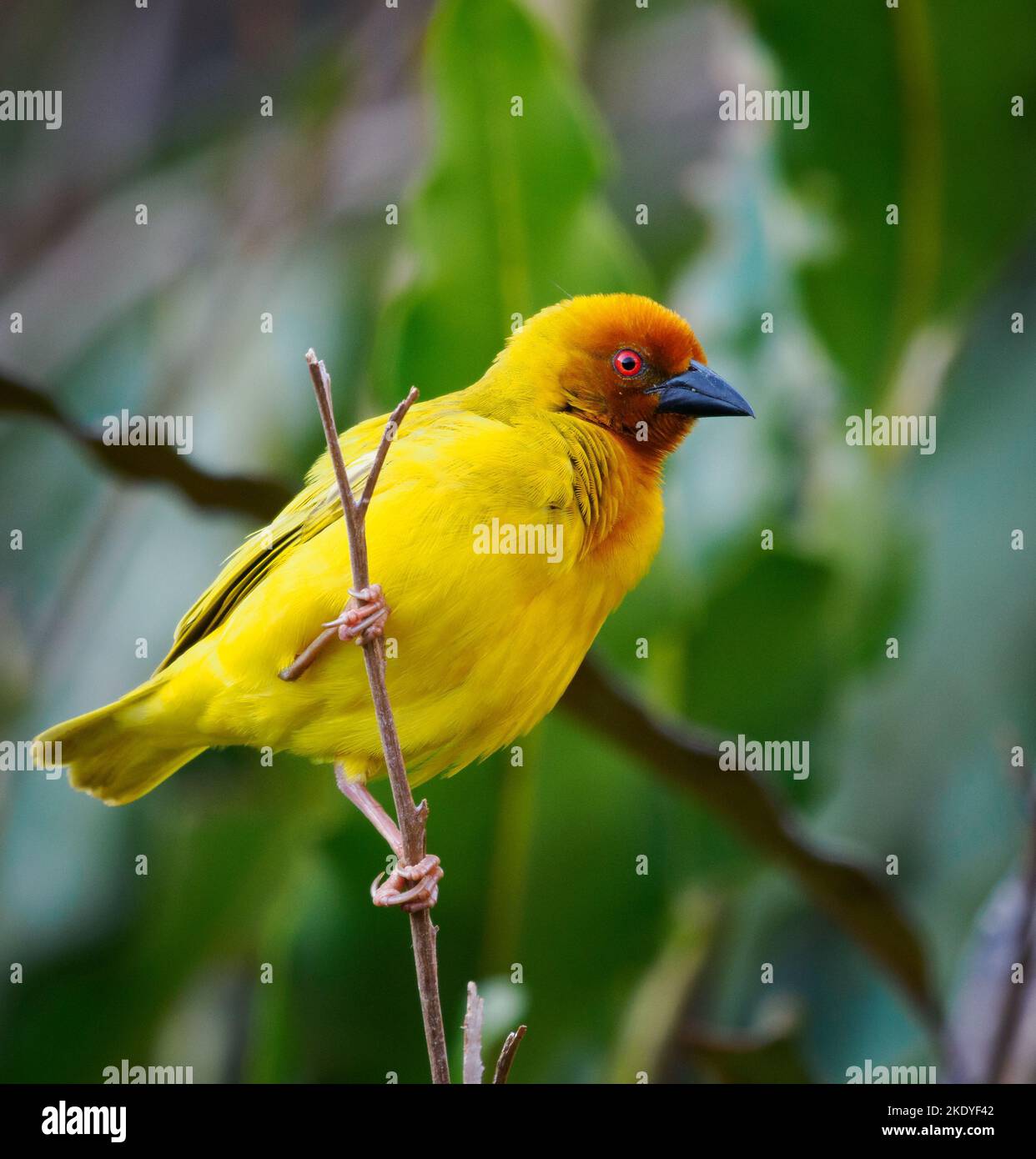 Male Yellow Weaver Ploceus subaureus nesting in low shrubs above a ...