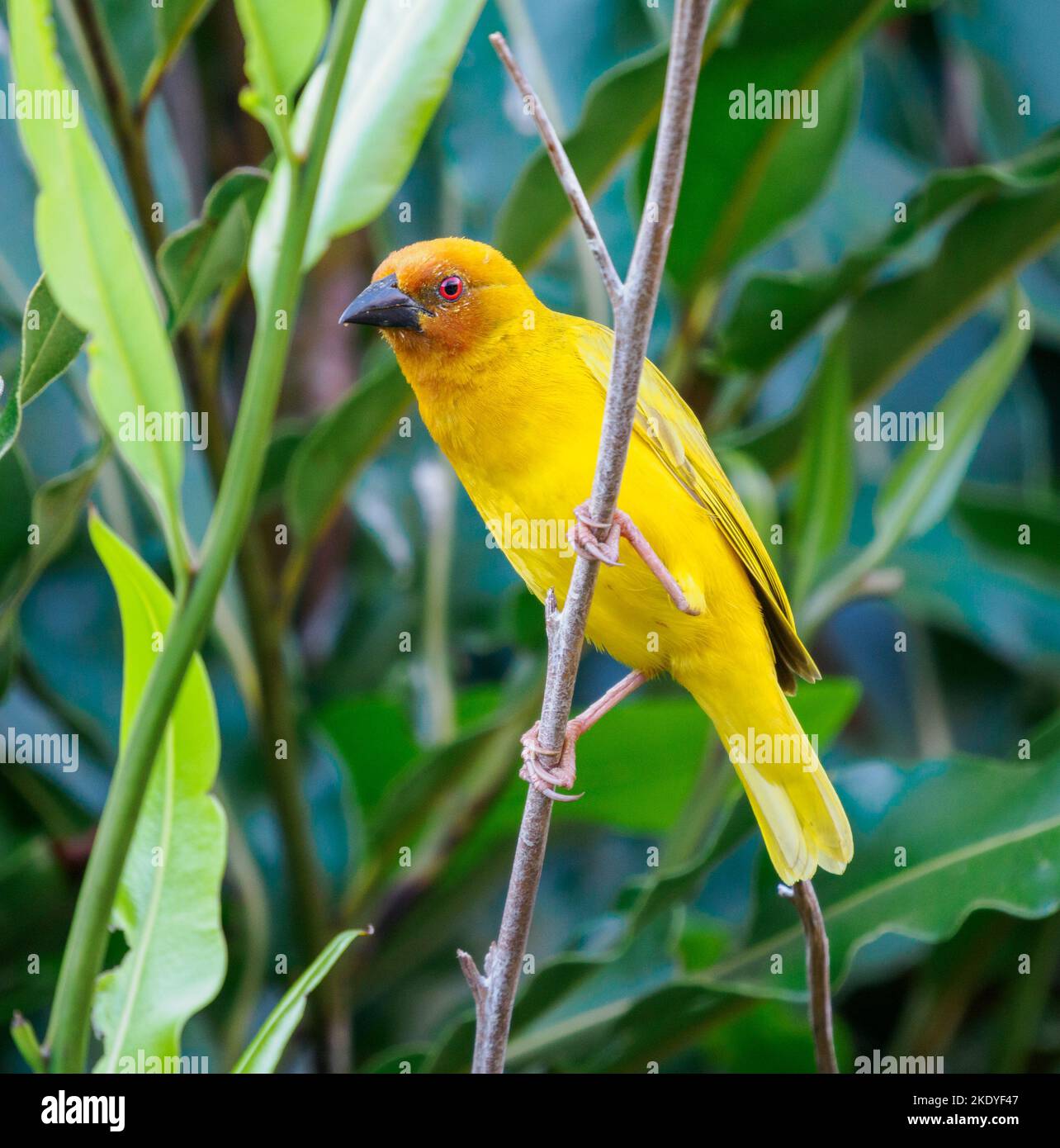 Female Yellow Weaver Ploceus subaureus nesting in low shrubs above a ...