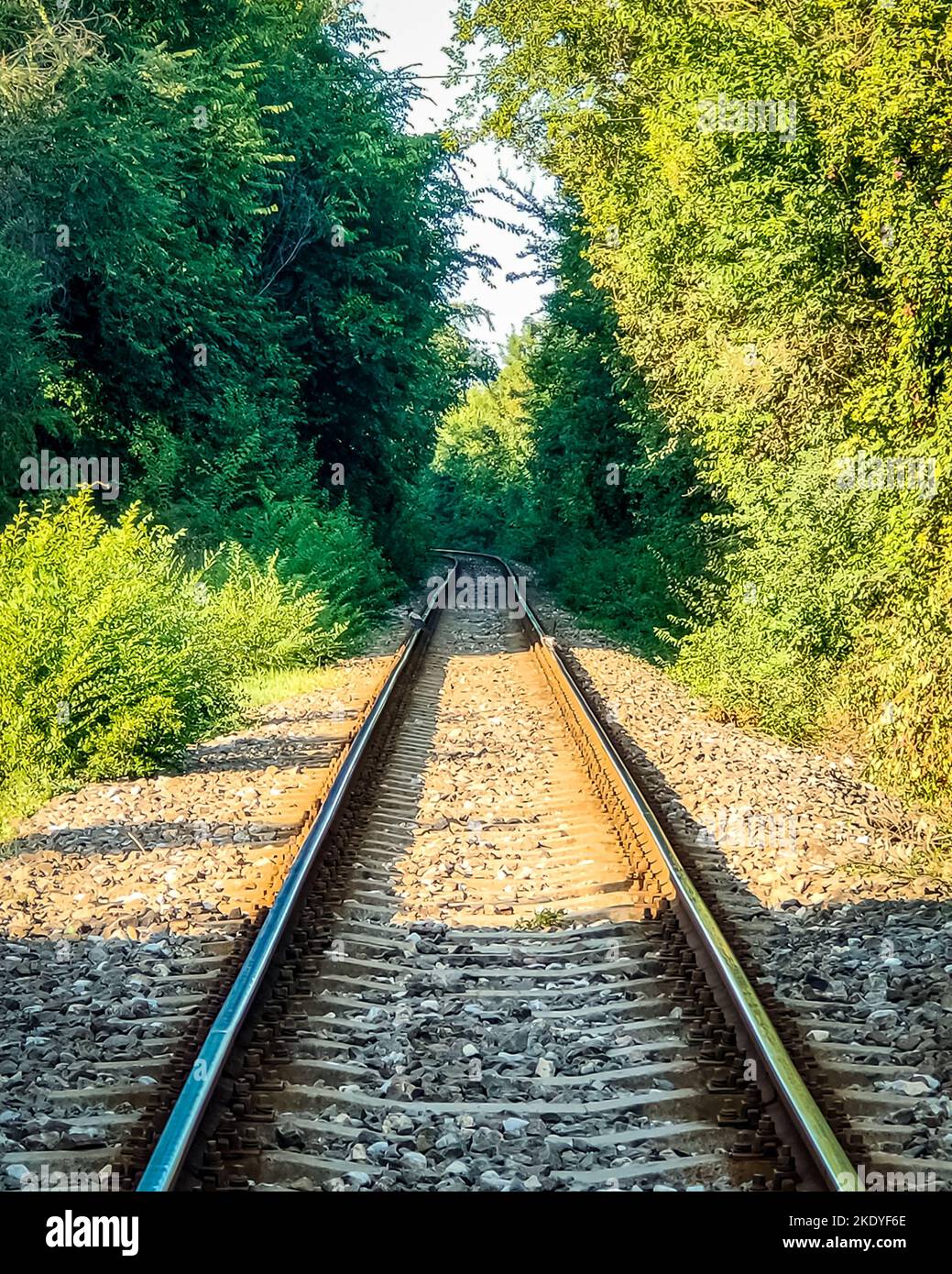 A vertical shot of train tracks going through a lush green forest Stock ...