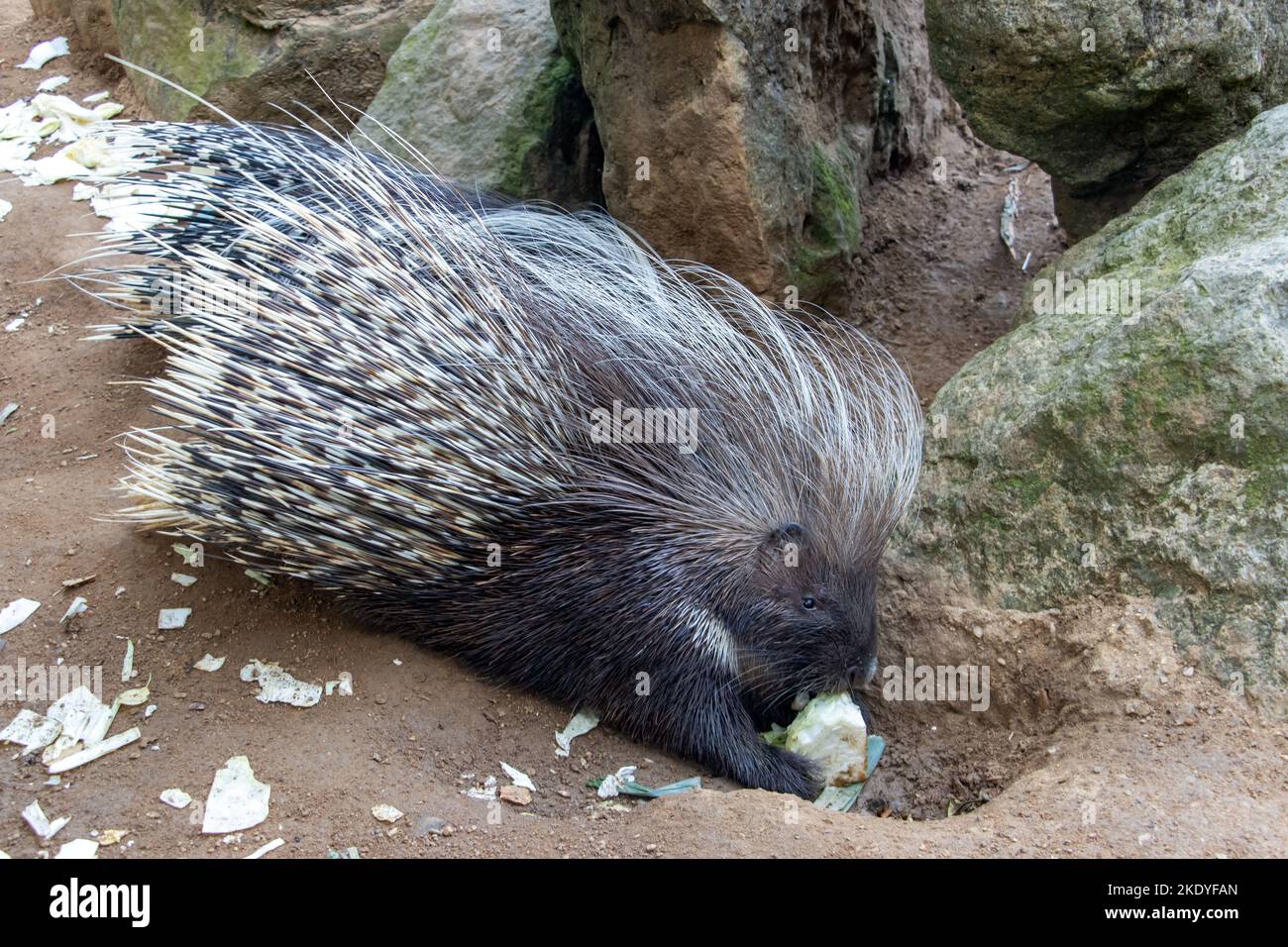The cape porcupine (hystrix africaeaustralis) feeds on vegetables Stock ...