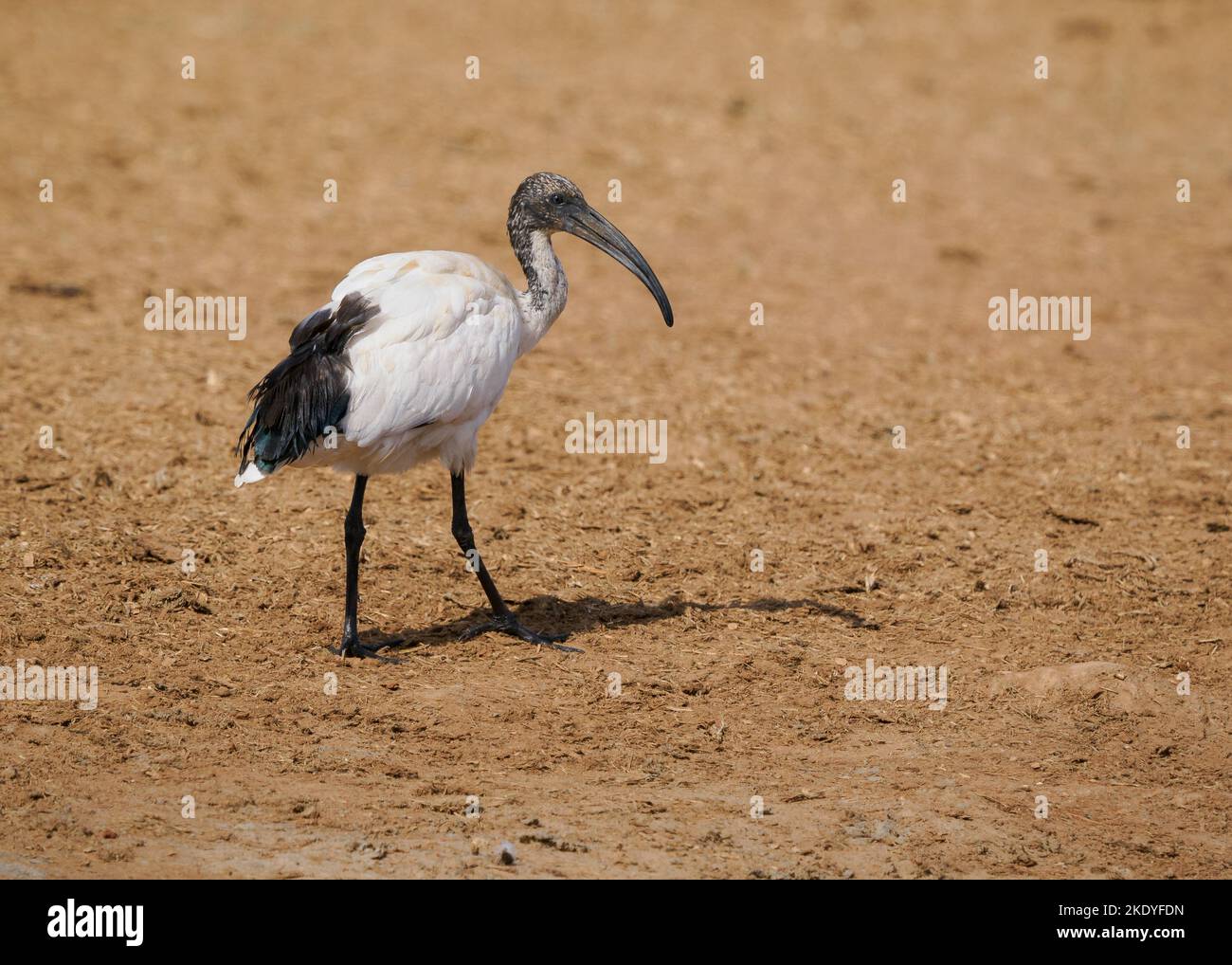 African sacred ibis hi-res stock photography and images - Alamy