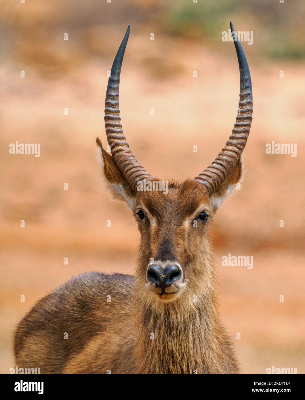 Waterbuck male Kobus ellipsiprymnus in open bush at Tsavo East National ...