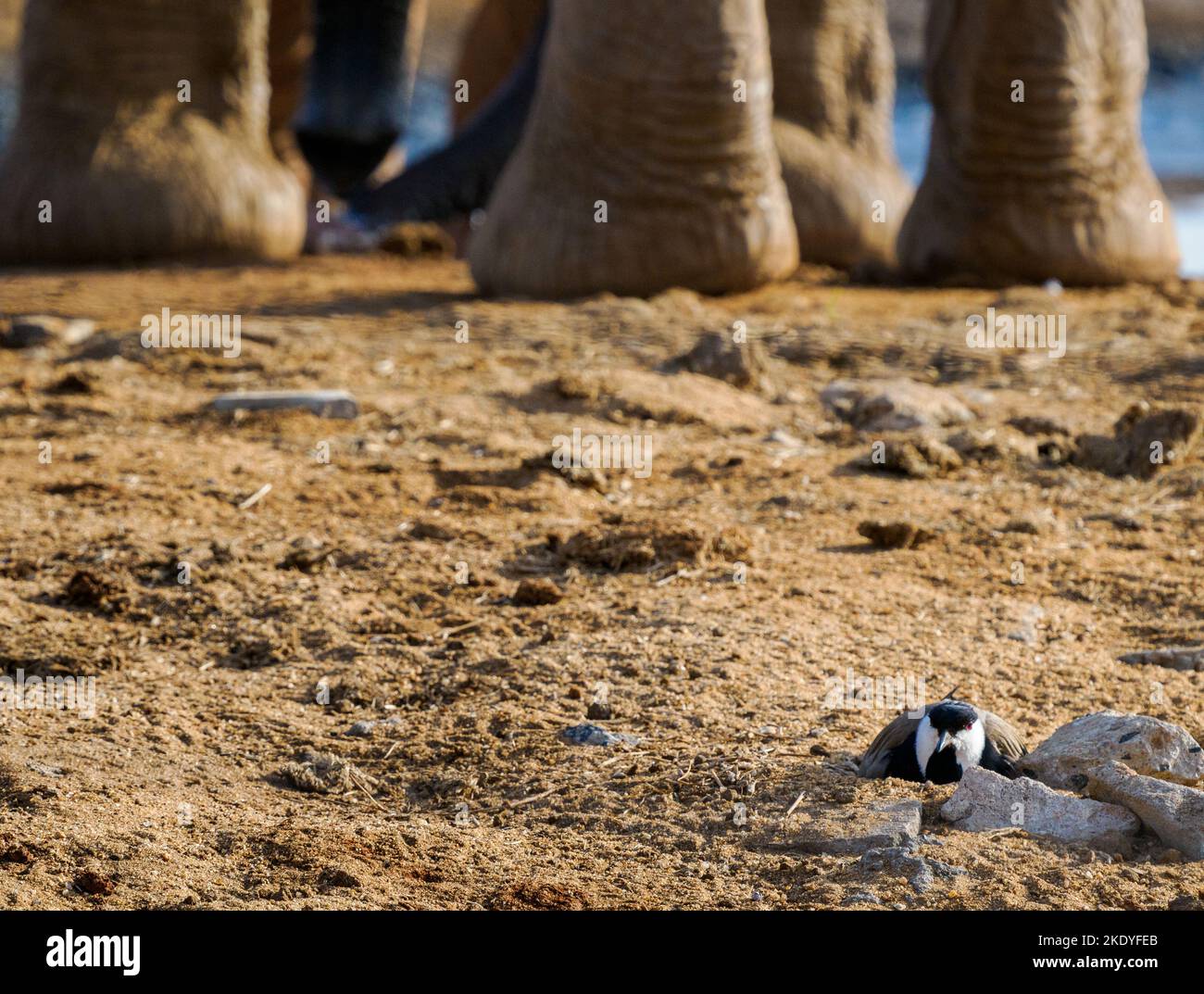 Vanella spinosus hi-res stock photography and images - Alamy