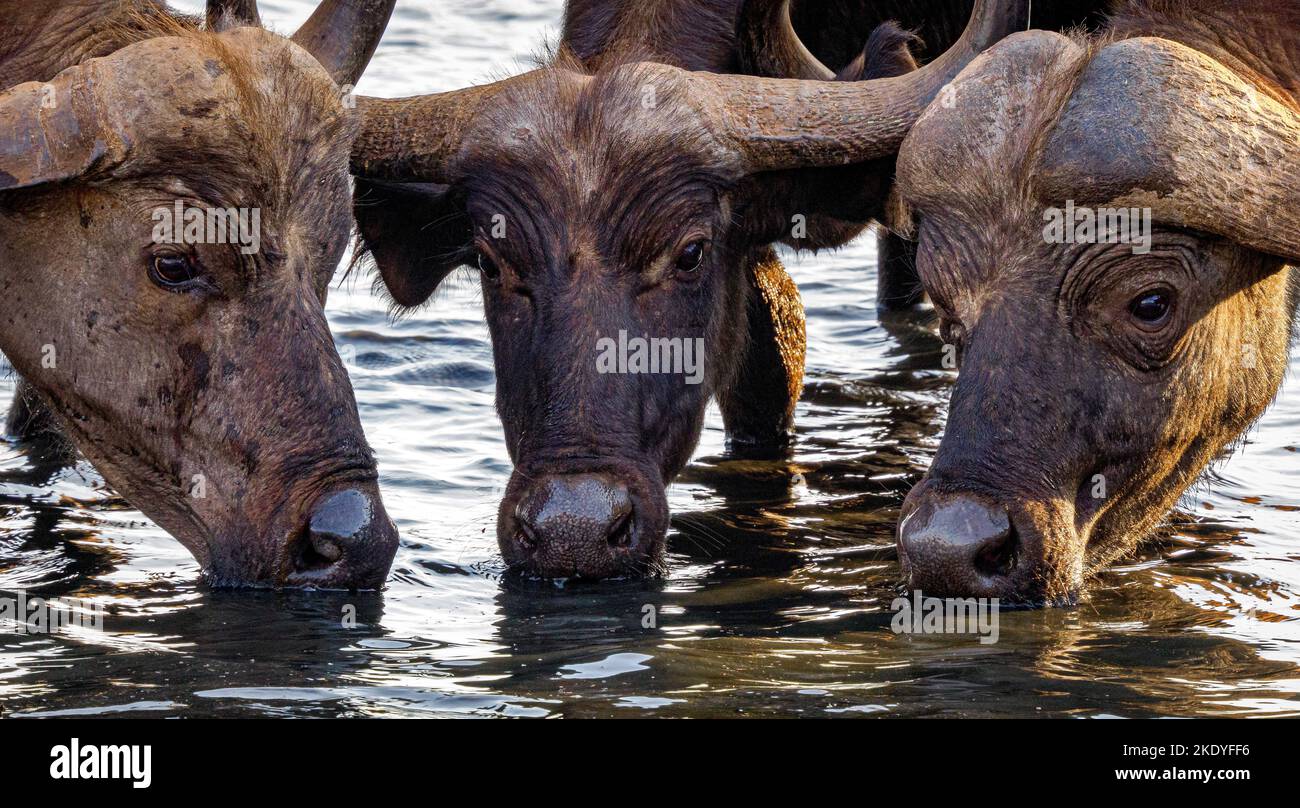 Buffalo visiting a waterhole in the Tsavo National Park on their annual ...