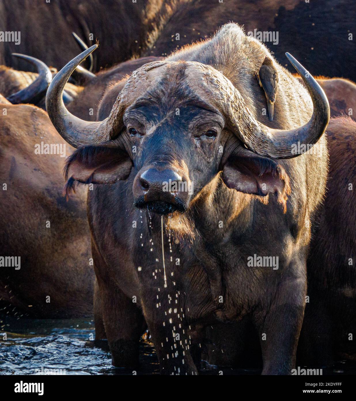 Buffalo visiting a waterhole in the Tsavo National Park on their annual ...