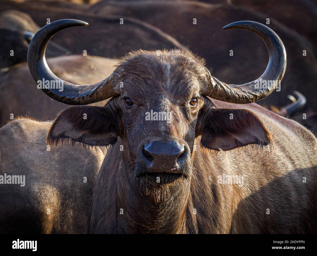 Buffalo visiting a waterhole in the Tsavo National Park on their annual ...