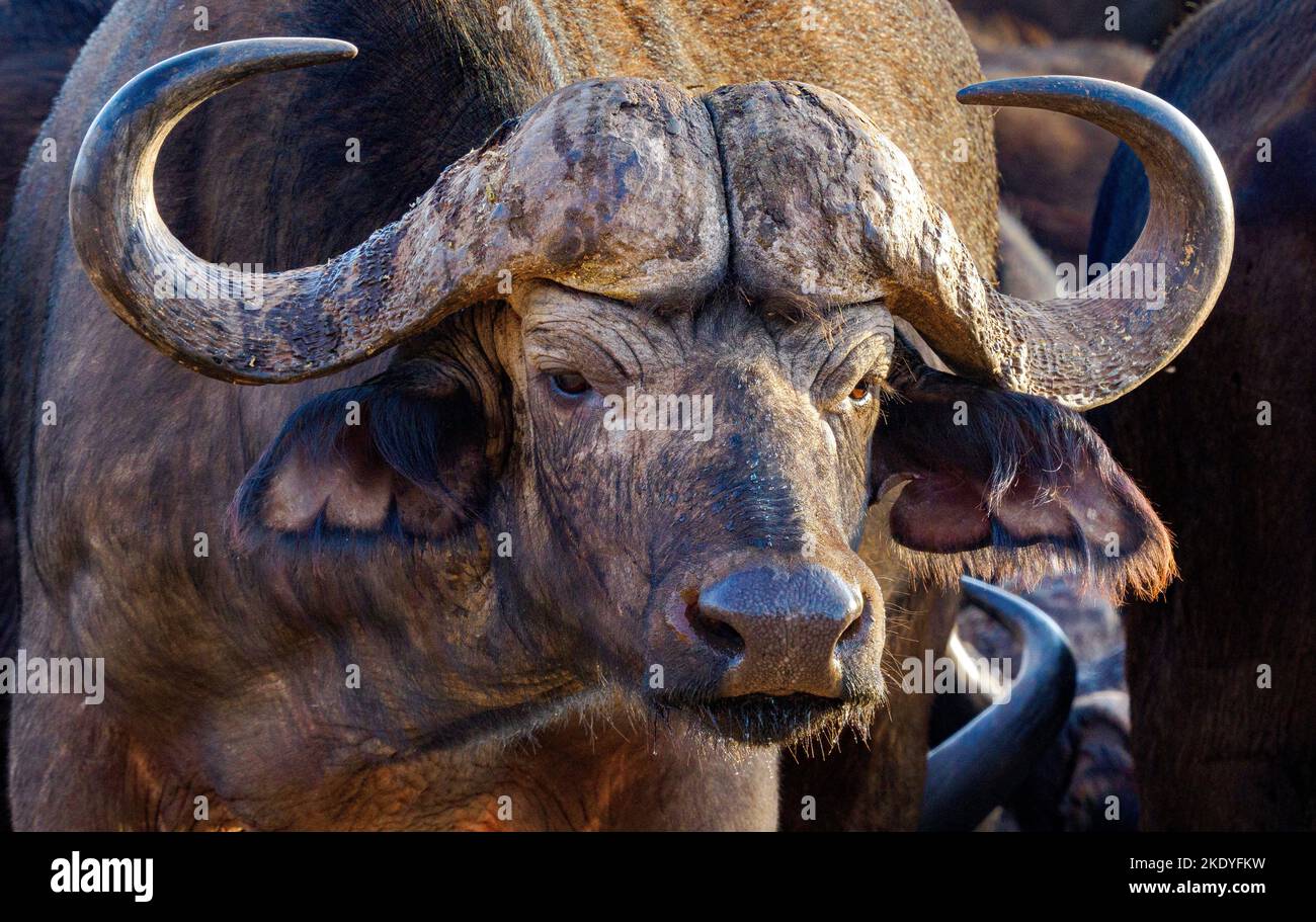 Buffalo visiting a waterhole in the Tsavo National Park on their annual ...
