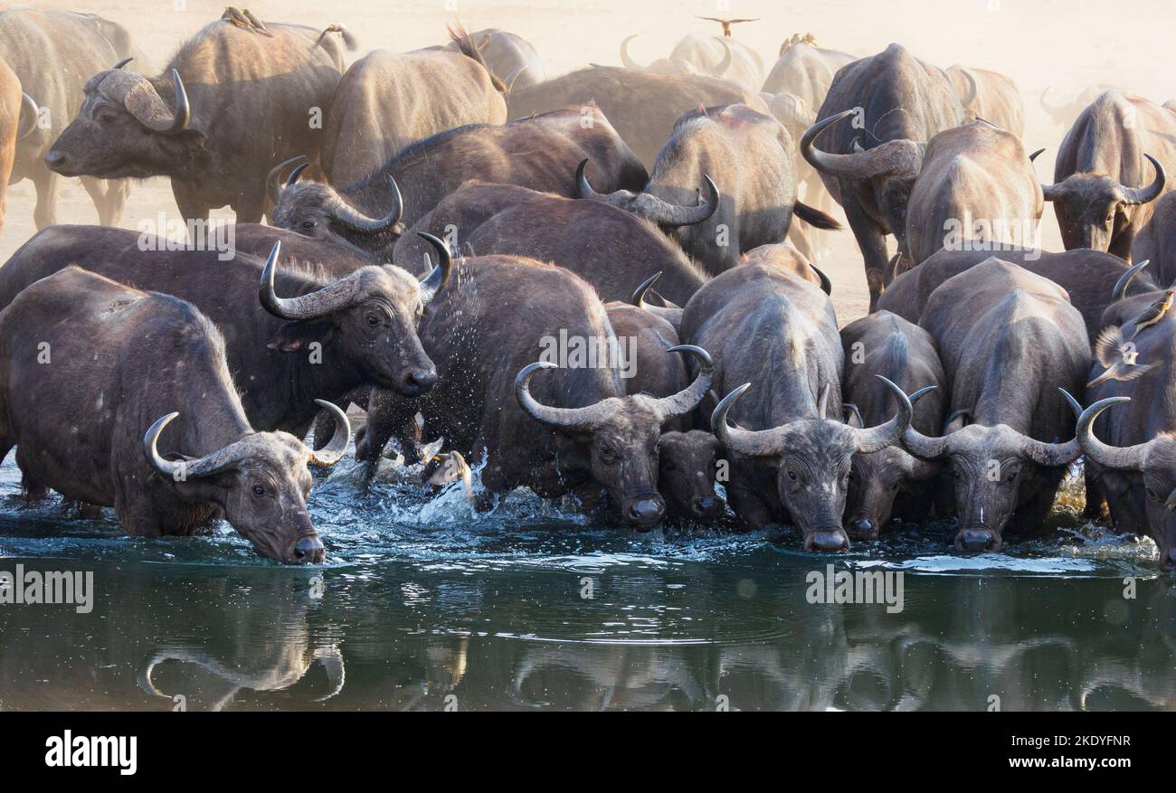 Buffalo visiting a waterhole in the Tsavo National Park on their annual ...