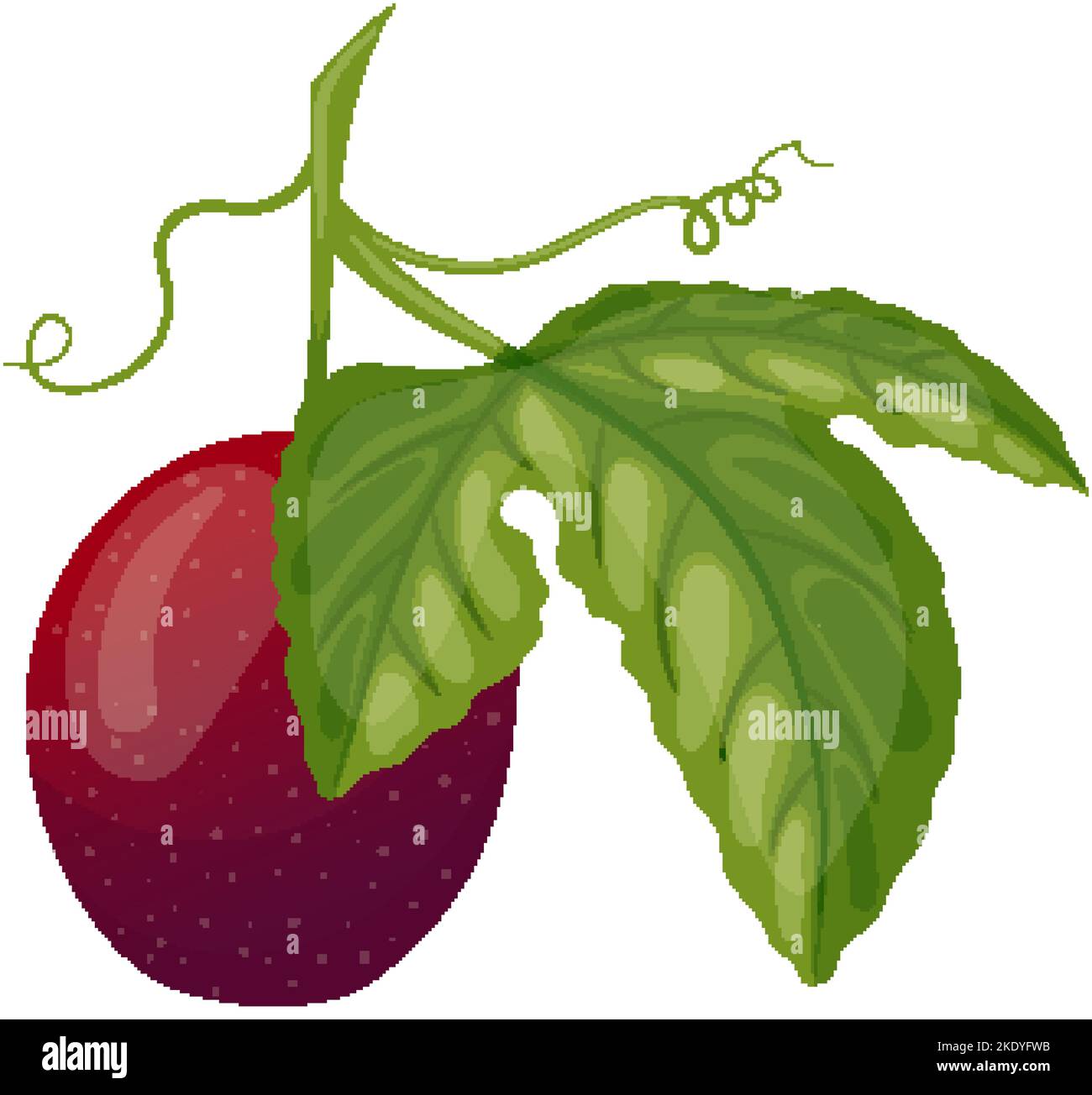 passion fruit leaf cartoon vector illustration Stock Vector Image & Art ...