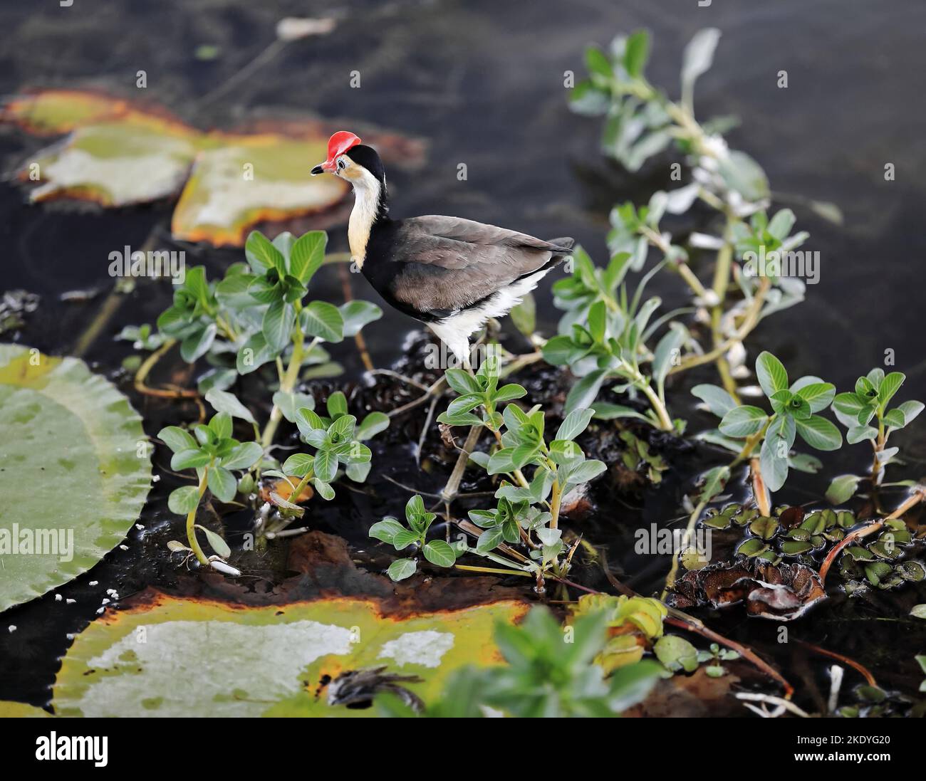249 Lone comb-crested jacana walking the floating vegetation of the ...