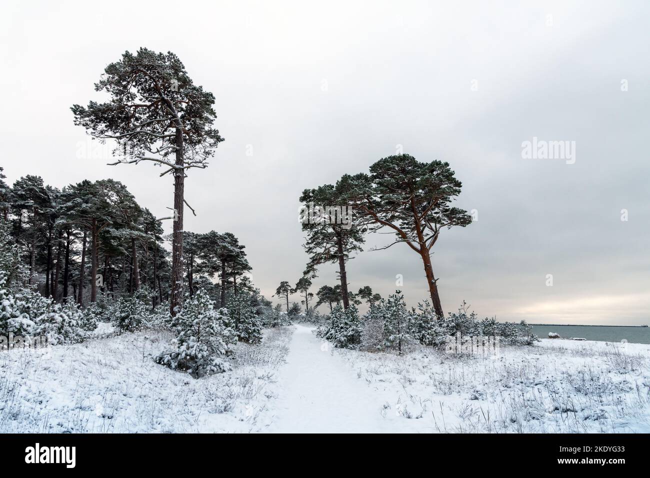 Baltic pines hi-res stock photography and images - Alamy