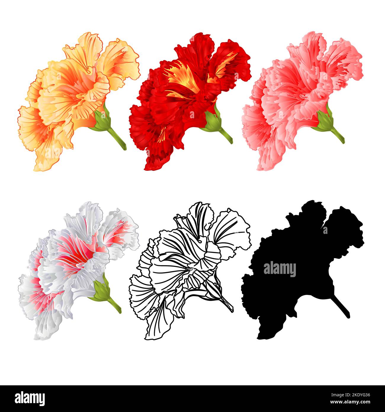 Hibiscus tropical flowers various colours natural outline and ...