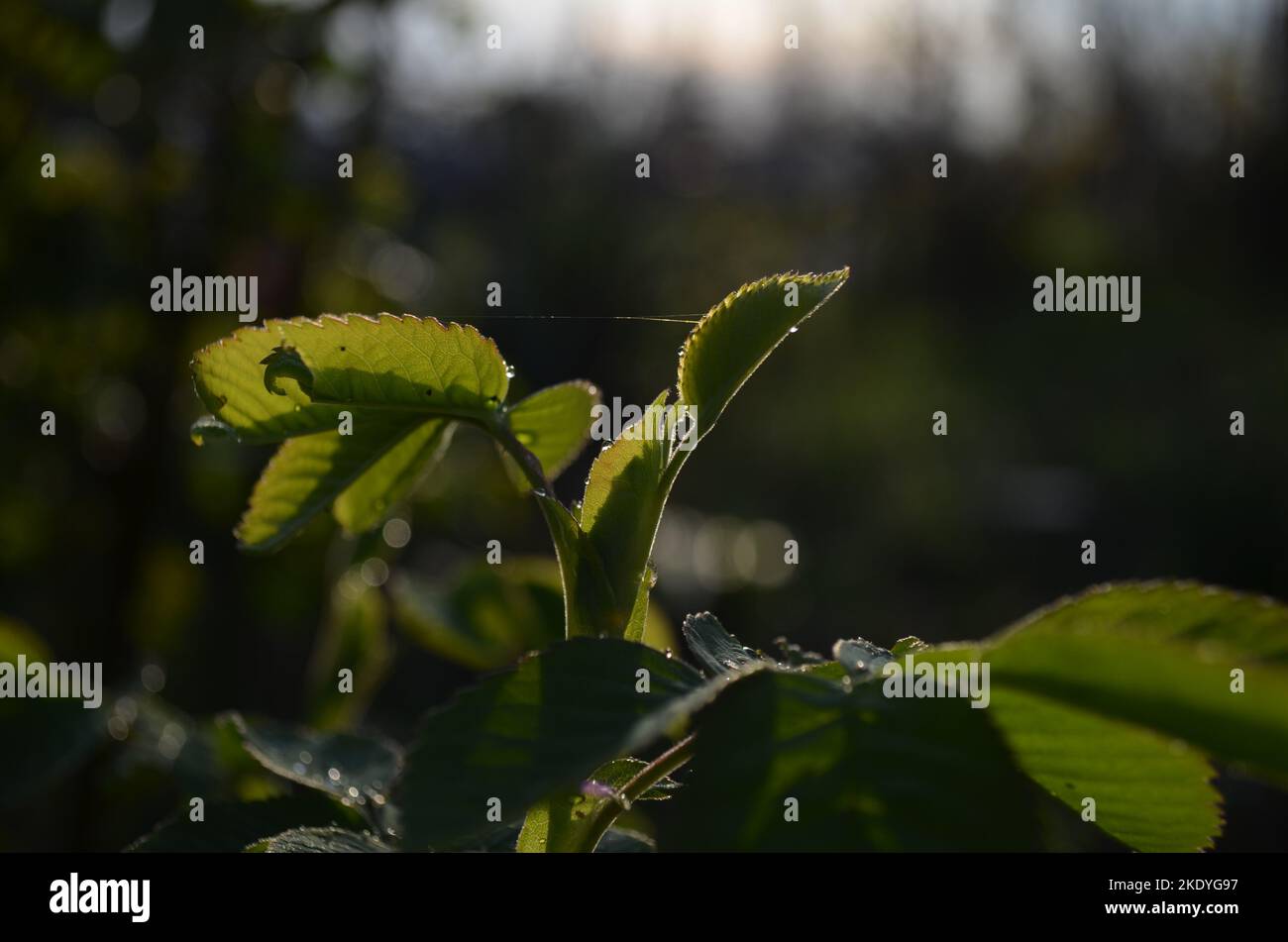 Flowers in the forest with insects Stock Photo - Alamy