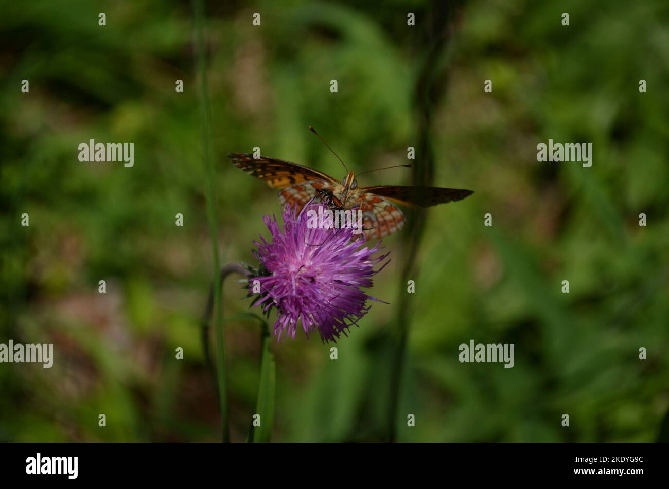 Flowers in the forest with insects Stock Photo - Alamy