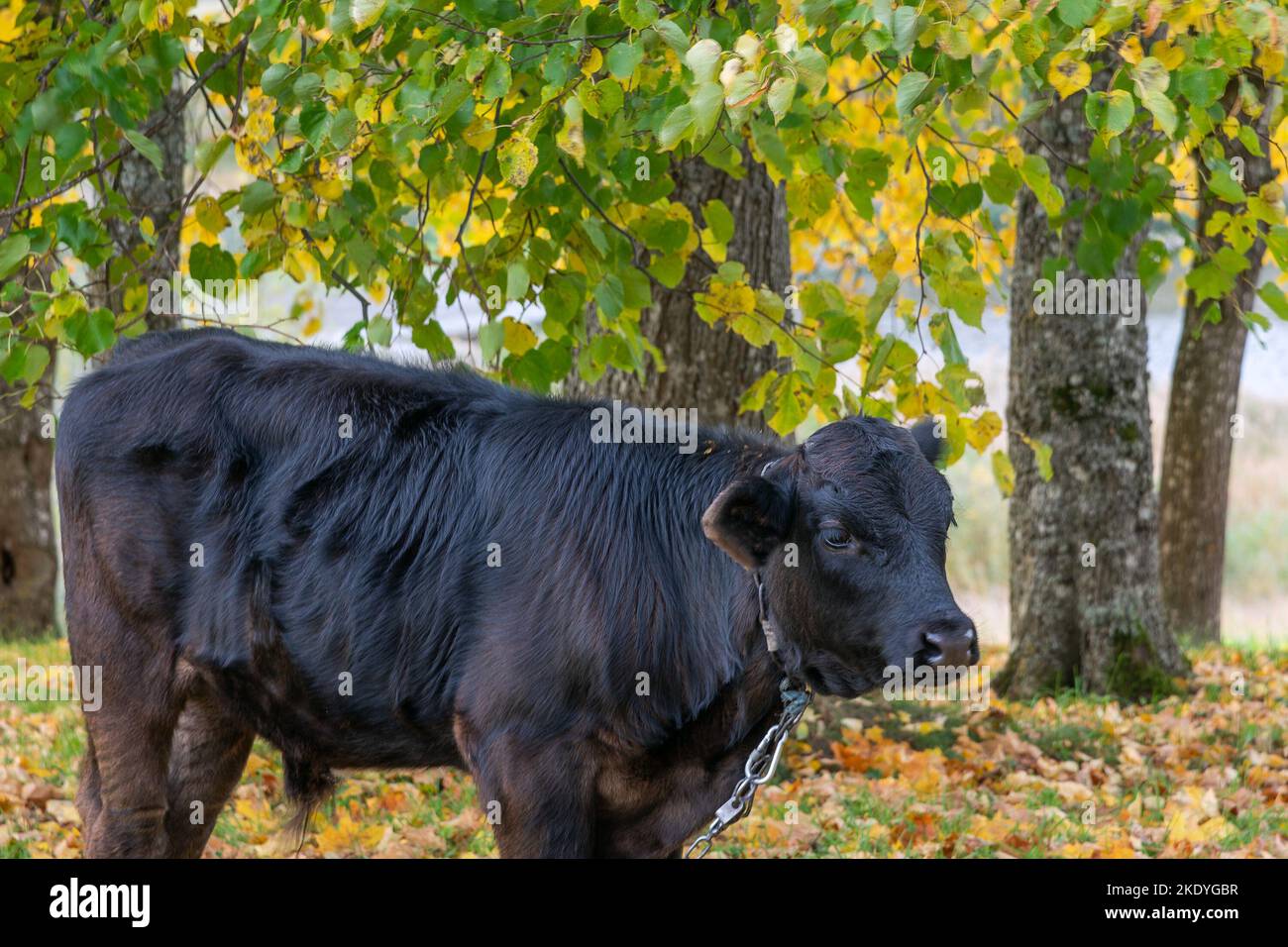 Calf wallpaper hi-res stock photography and images - Alamy