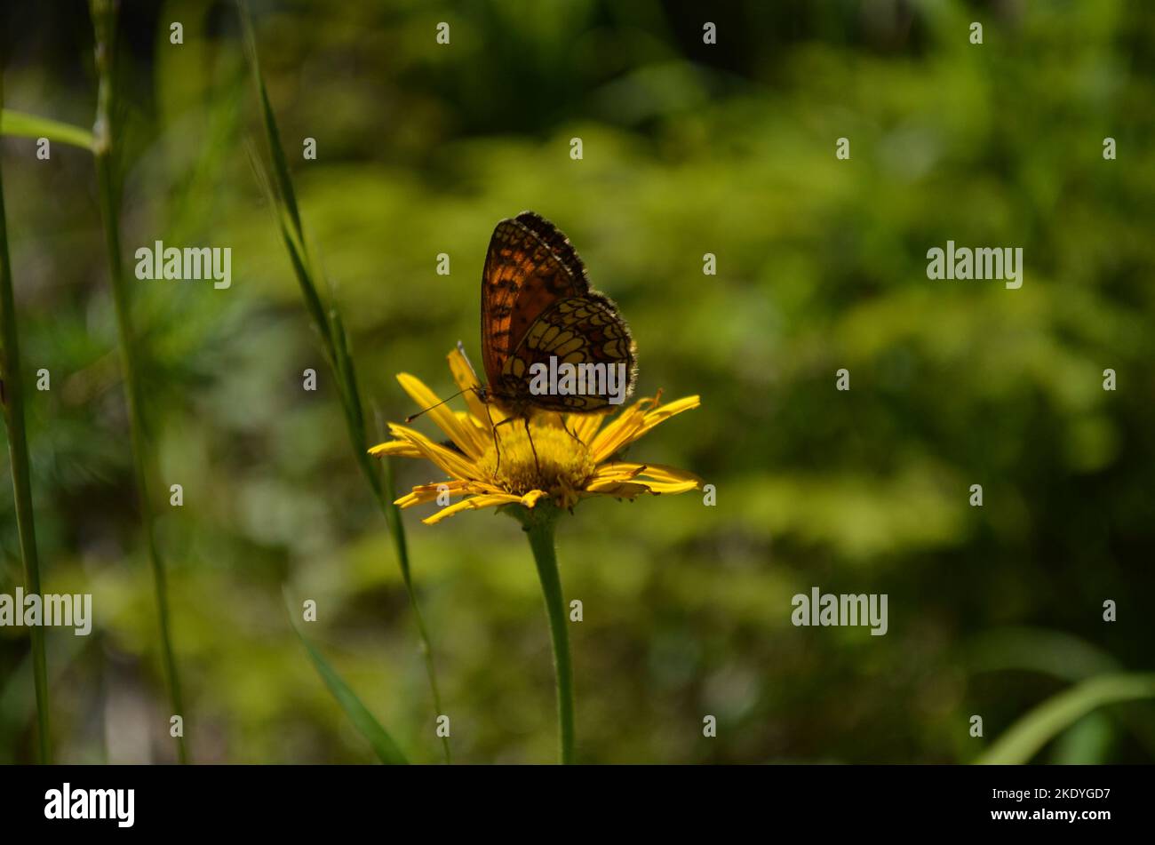 Flowers in the forest with insects Stock Photo - Alamy