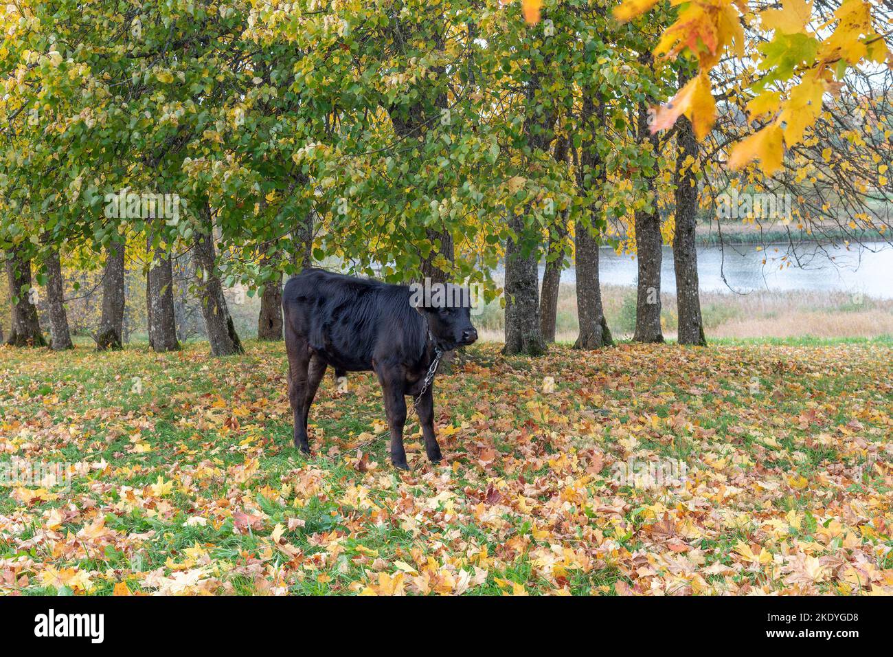 Calf wallpaper hi-res stock photography and images - Alamy