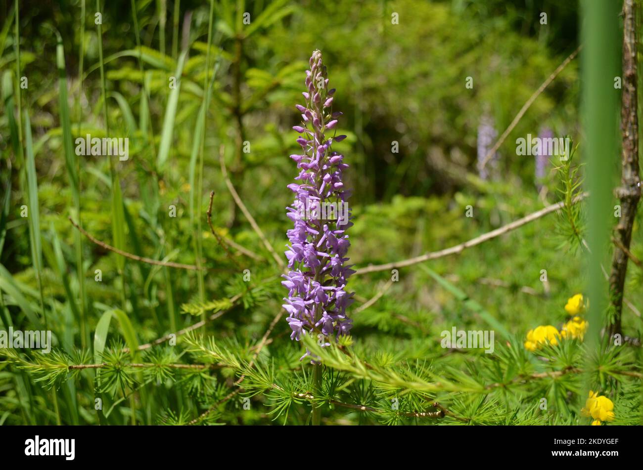 Flowers in the forest with insects Stock Photo - Alamy