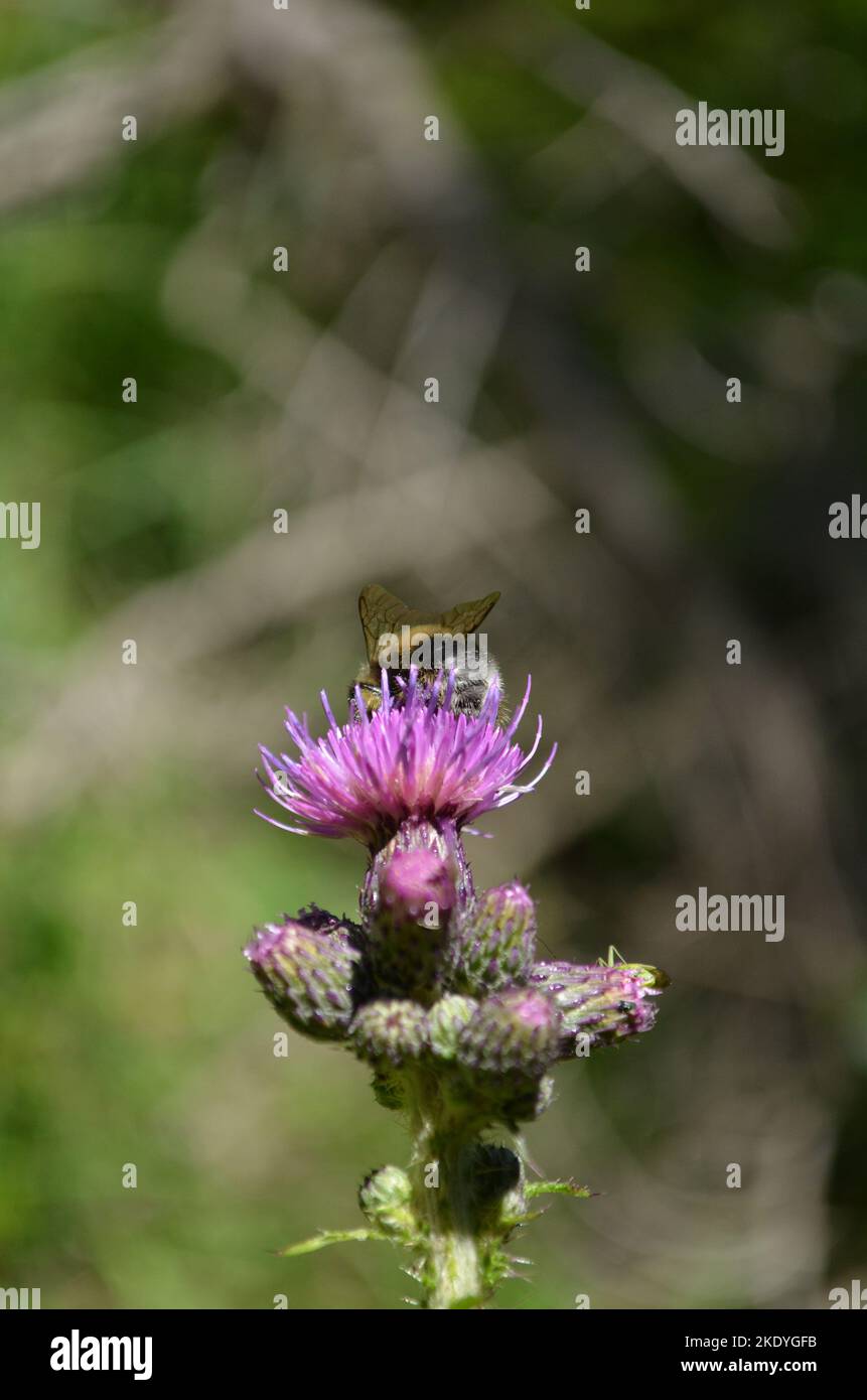 Flowers in the forest with insects Stock Photo - Alamy