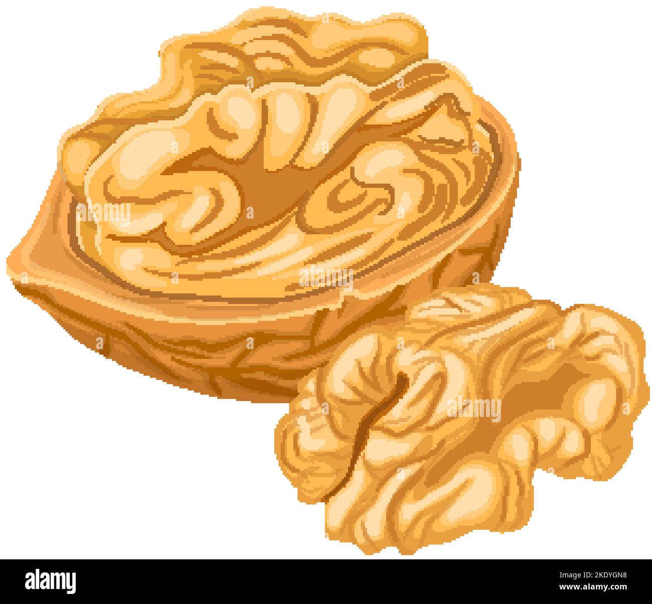 walnut kernel cartoon vector illustration Stock Vector Image & Art - Alamy
