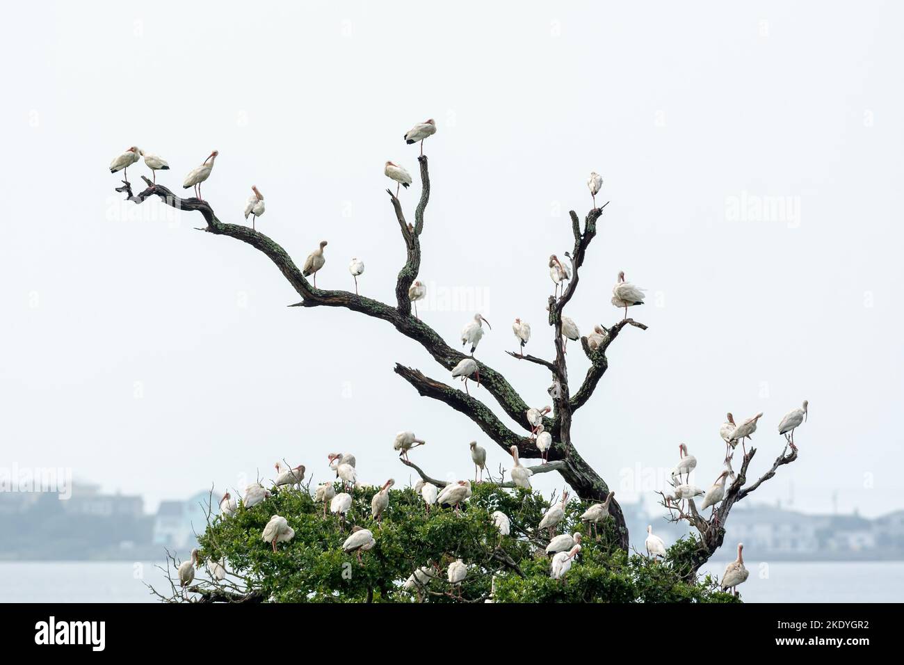 A flock of white ibis perched on a green tree near the Intercoastal ...