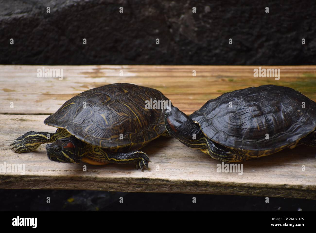 Tiny turtles hi-res stock photography and images - Alamy