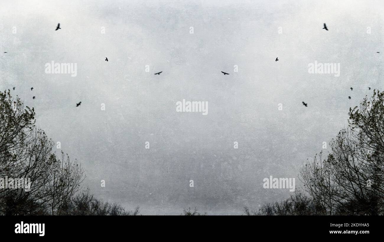 A spooky edit of a symmetrical framing of trees with crows flying in ...