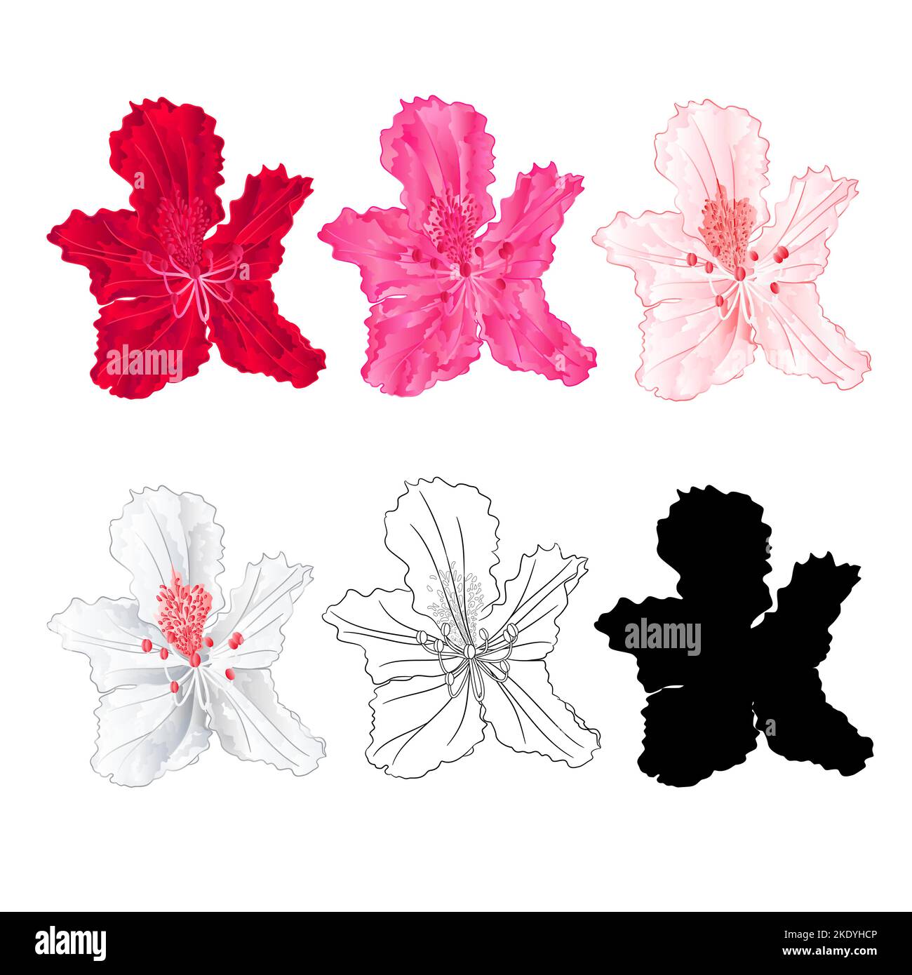 Flower rhododendron mountain shrub red,pink, light pink, white ...