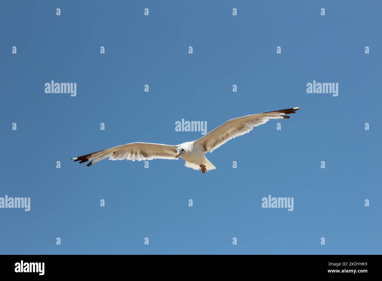 A Gull white bird flying into the blue sky Stock Photo - Alamy