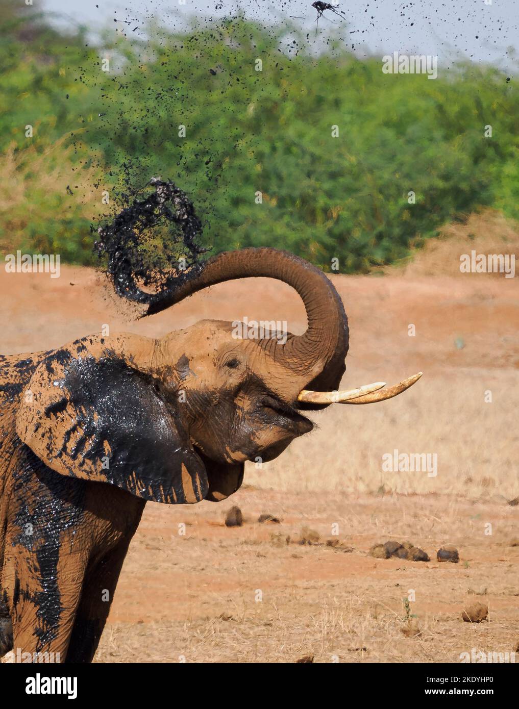 Elephant in sun hi-res stock photography and images - Alamy