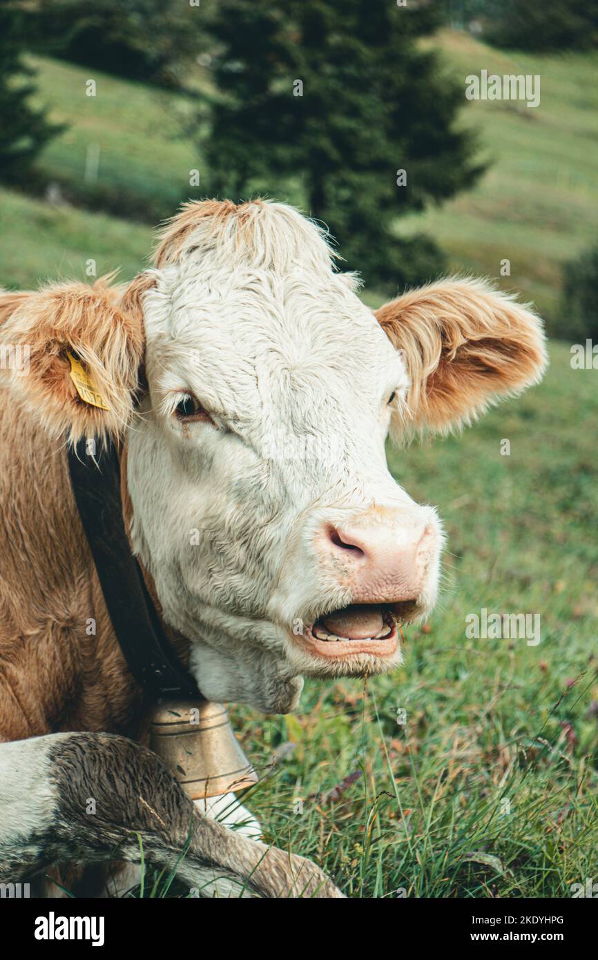 A portrait of a cow on the farm Stock Photo - Alamy