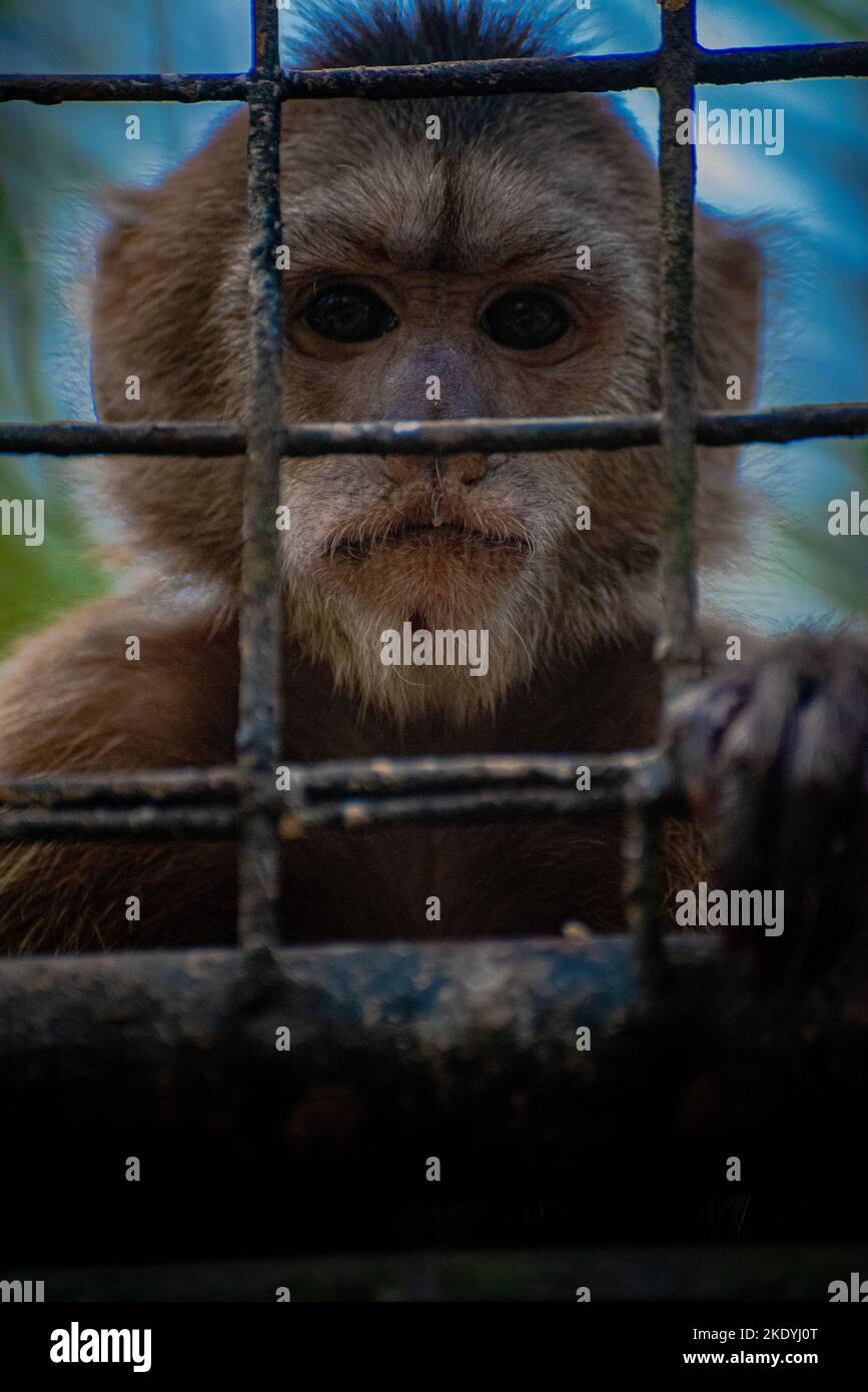 A small spider monkey behind metal cage, closeup shot Stock Photo - Alamy