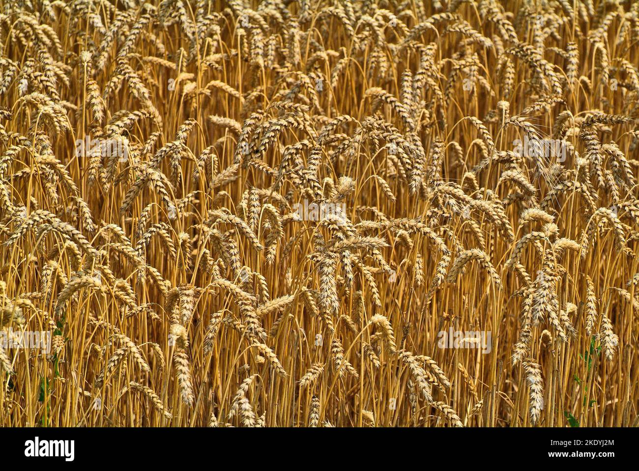 wheat field with ripe ear of grain Stock Photo - Alamy