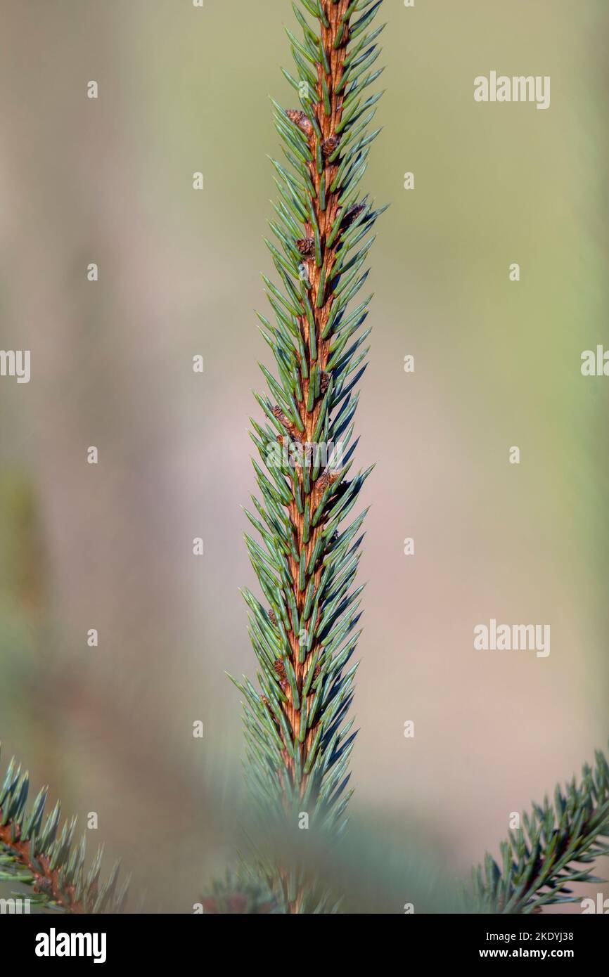 Fir in spring hi-res stock photography and images - Alamy