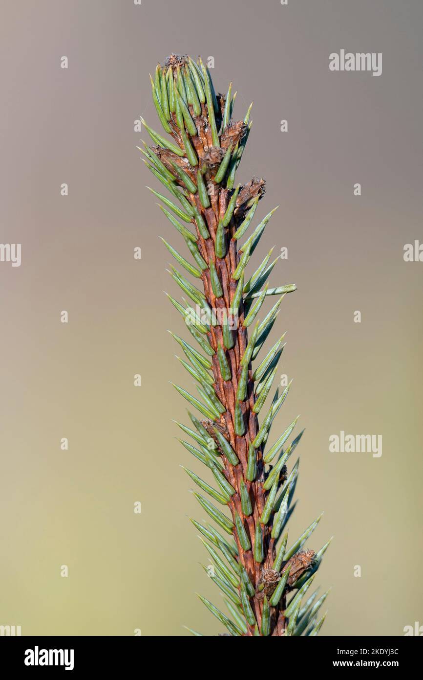 Fir in spring hi-res stock photography and images - Alamy