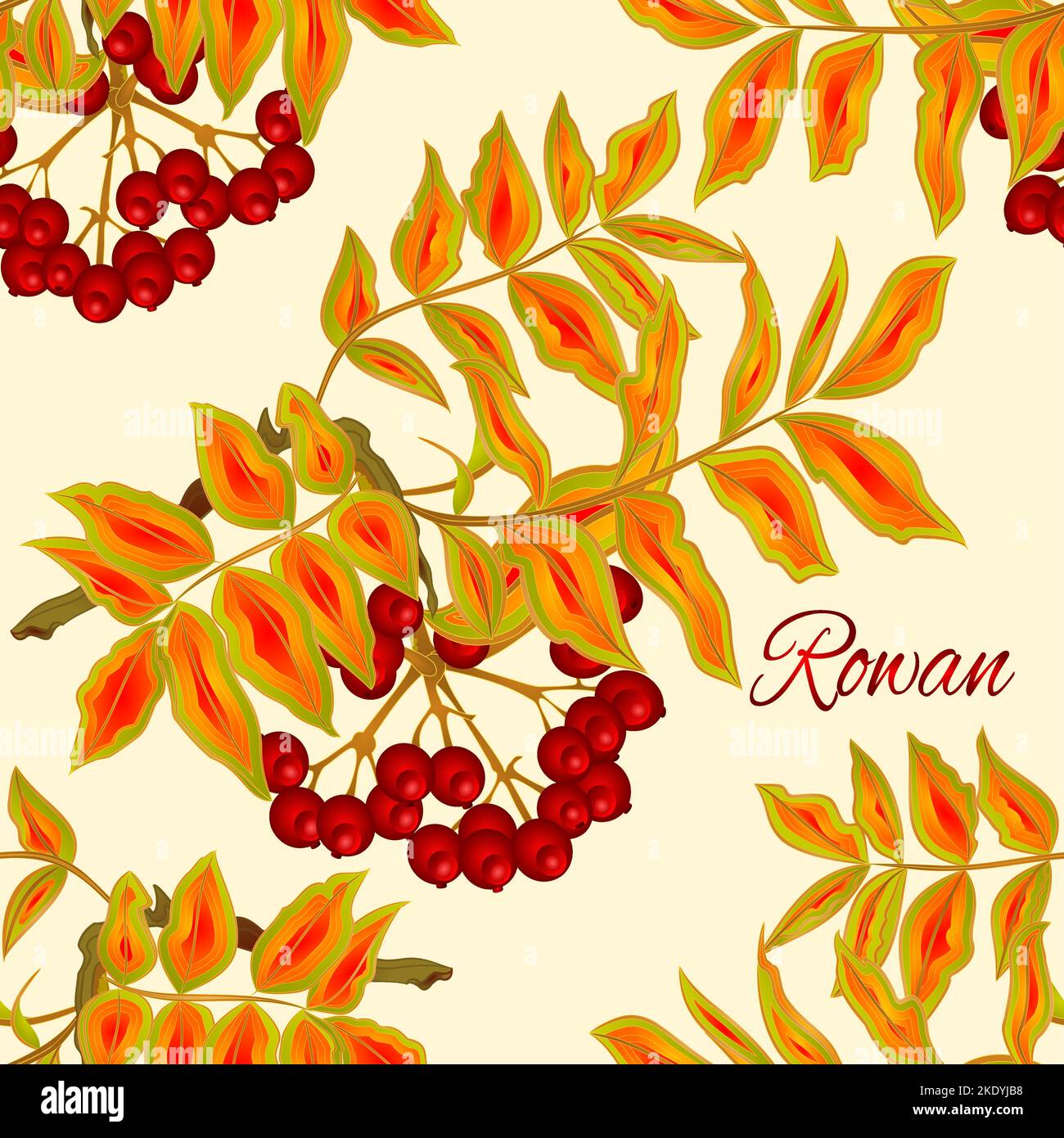 Seamless texture Autumn branch of rowan leaves and berries summer theme isolated on white ...