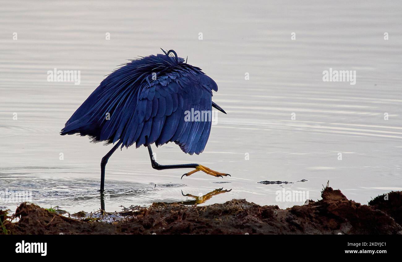 Egretblack egret hi-res stock photography and images - Alamy