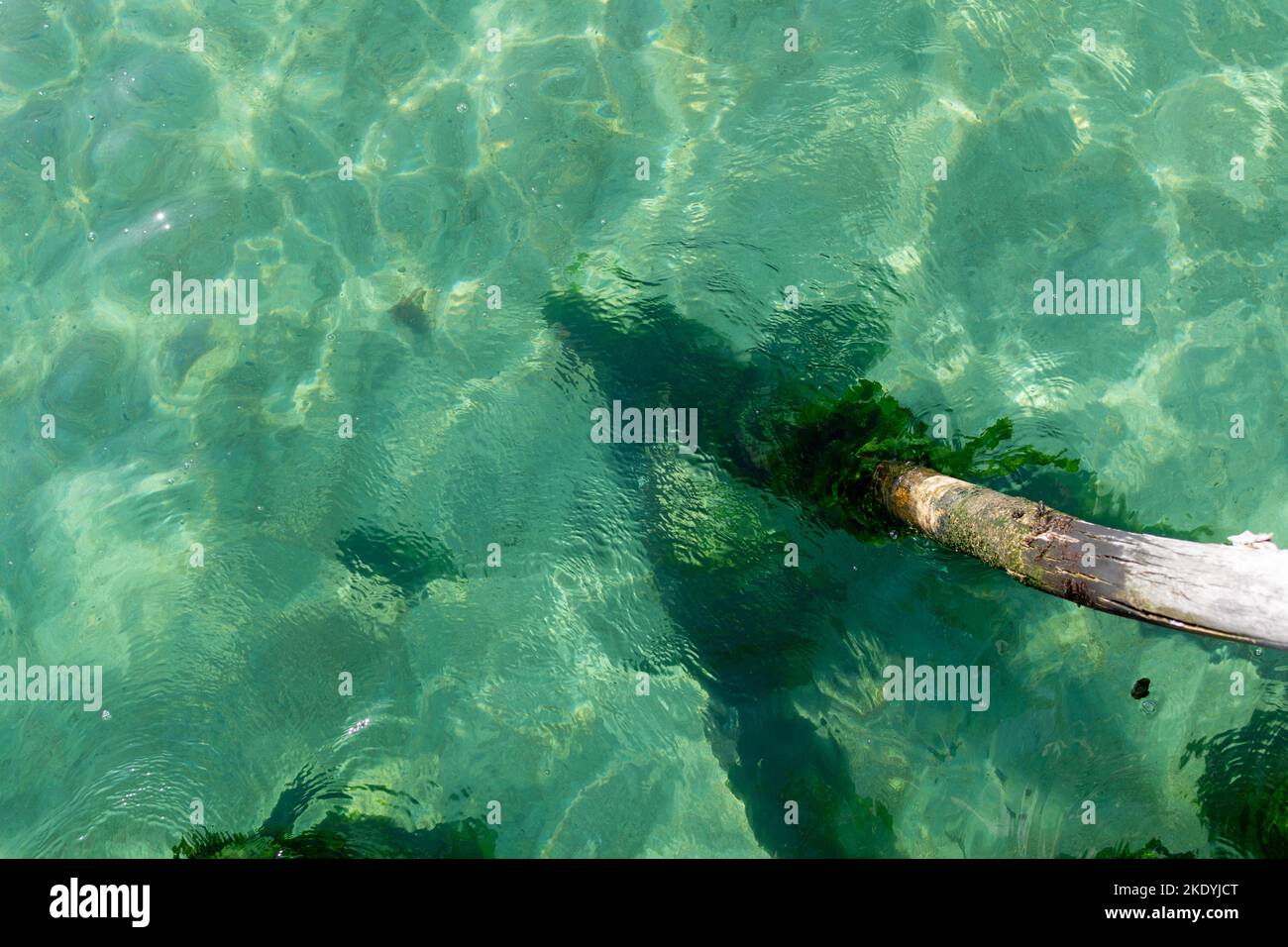 The top view of an algae-covered branch in the blue water Stock Photo ...