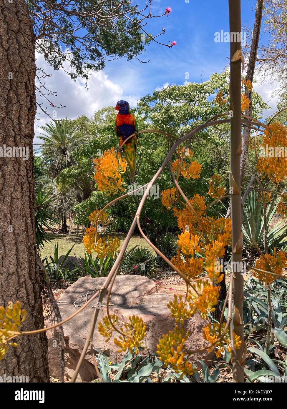 The vertical view of a Loriini perching on a tree in Palmetum botanical ...