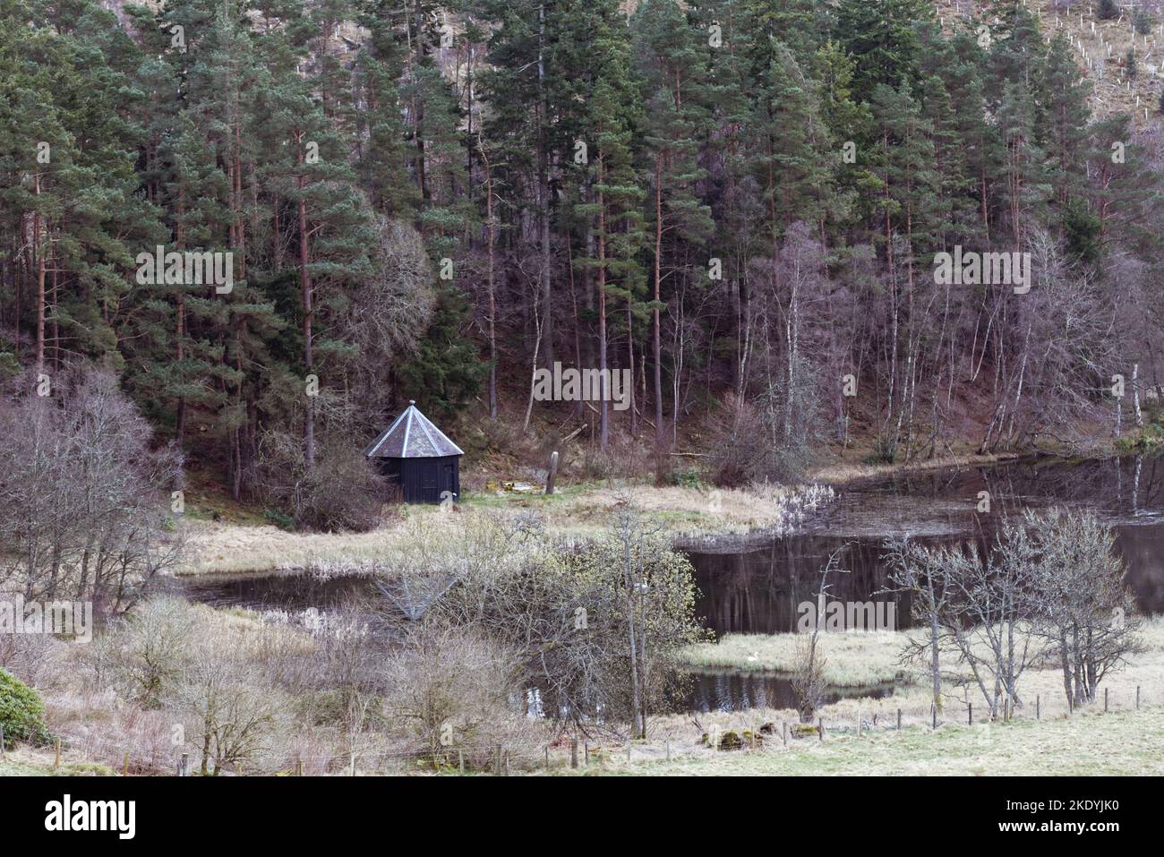 A small marsh in a forest with coniferous trees in Penicuik, UK Stock ...