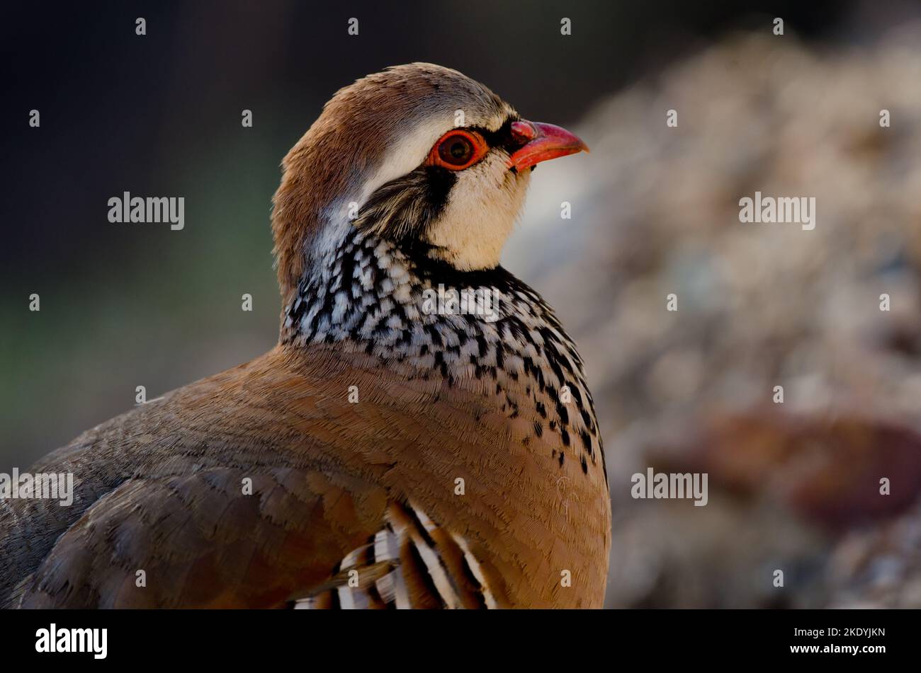 Red-legged partridge Alectoris rufa. Pajonales. Integral Natural ...
