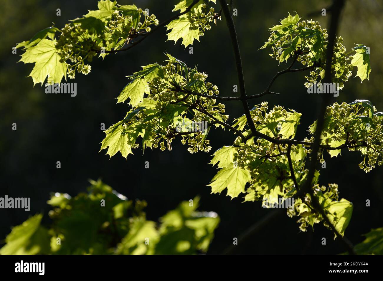 Maple flowers and new leaves in spring sun Stock Photo - Alamy