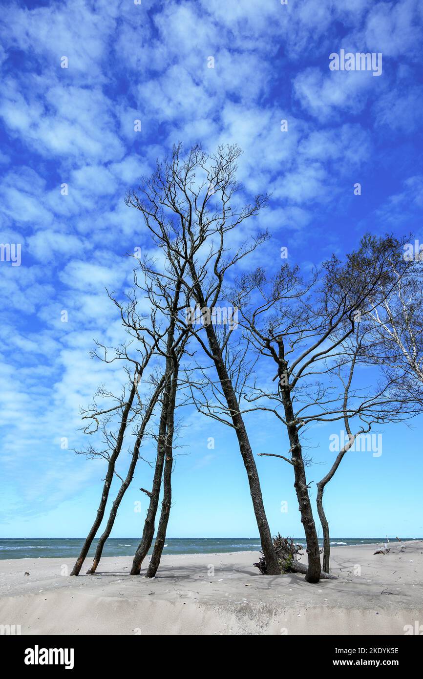 Dry trees on Baltic sea coast Stock Photo - Alamy