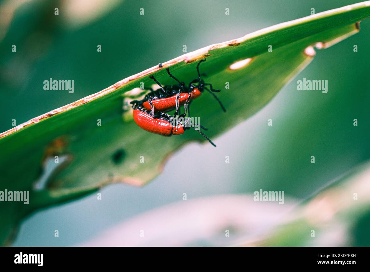 A macro of mating Scarlet lily beetles on a green leaf Stock Photo - Alamy