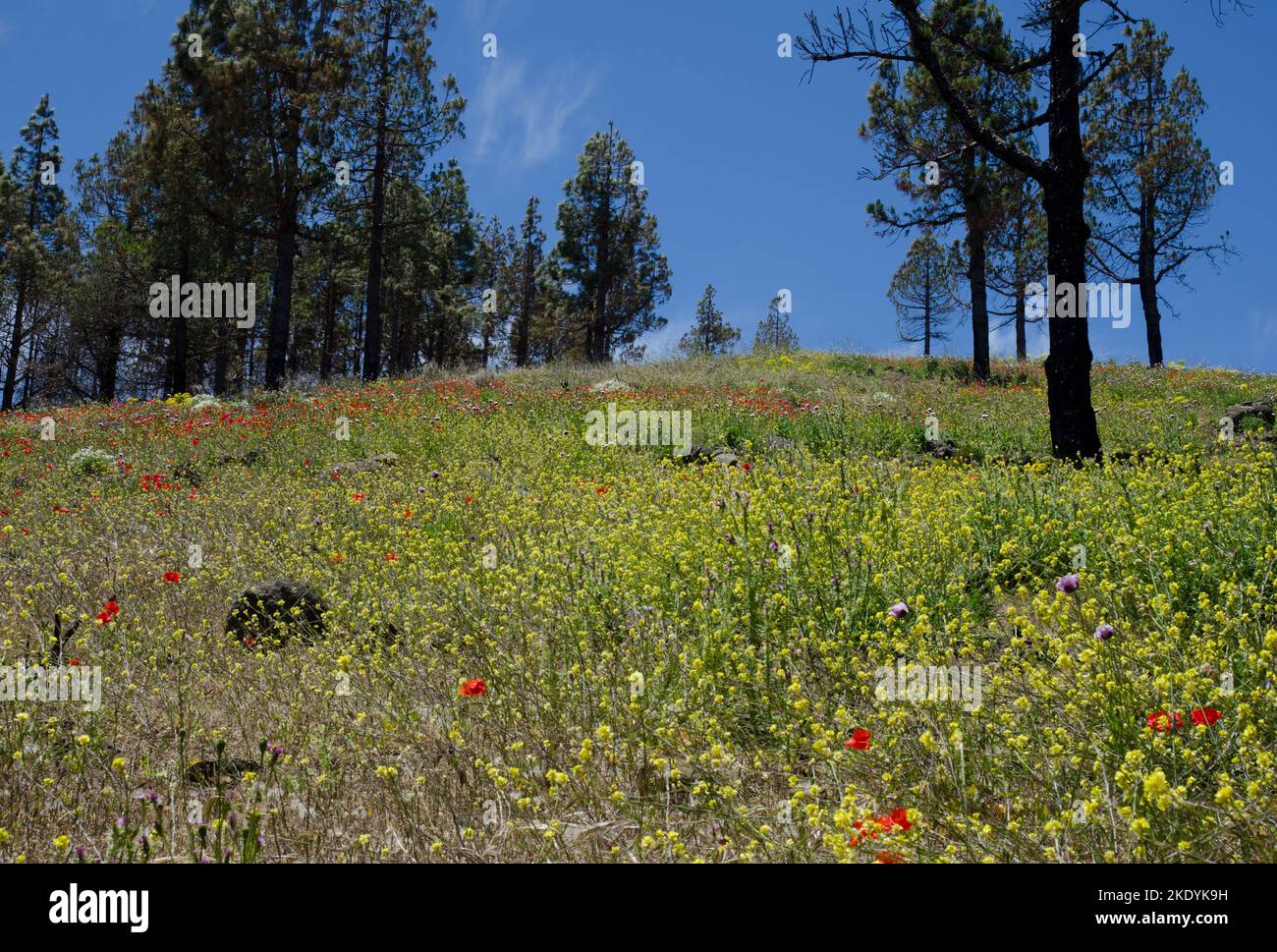 Burned forest of Canary Island pine Pinus canariensis and meadow with ...